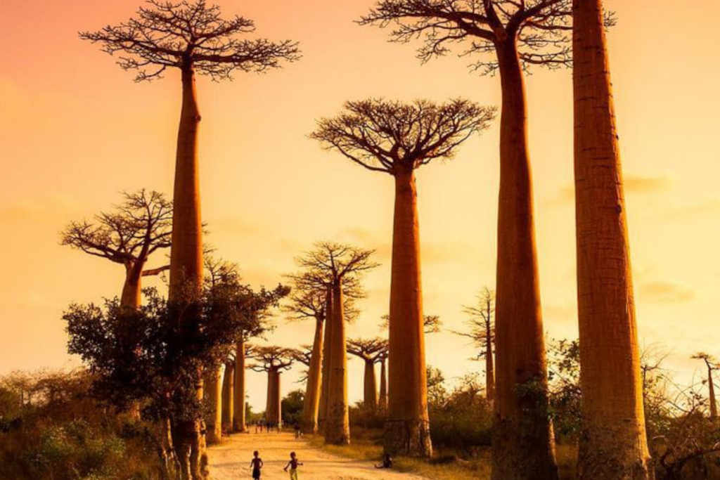 L’Allée des Baobabs de Morondava : Joyau naturel et héritage culturel ...