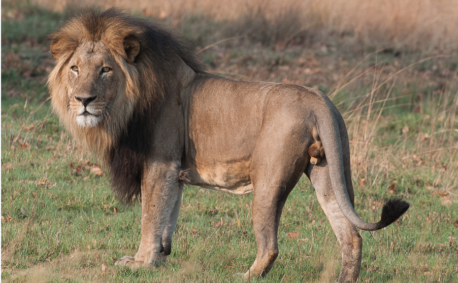 Les humains sont désormais le « super prédateur » du monde