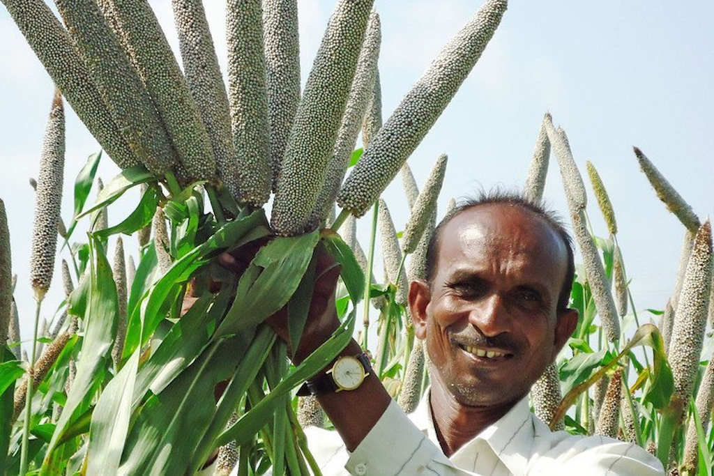 Le mil : un moyen contre l’insécurité alimentaire