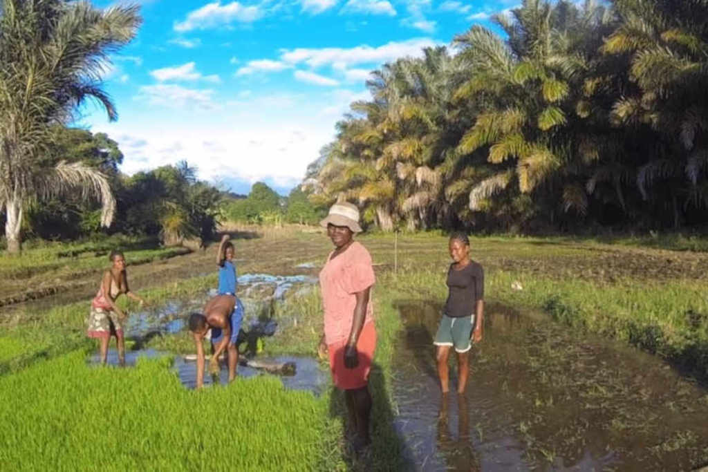 Madagascar : la culture du raphia en péril face à l’expansion de la riziculture